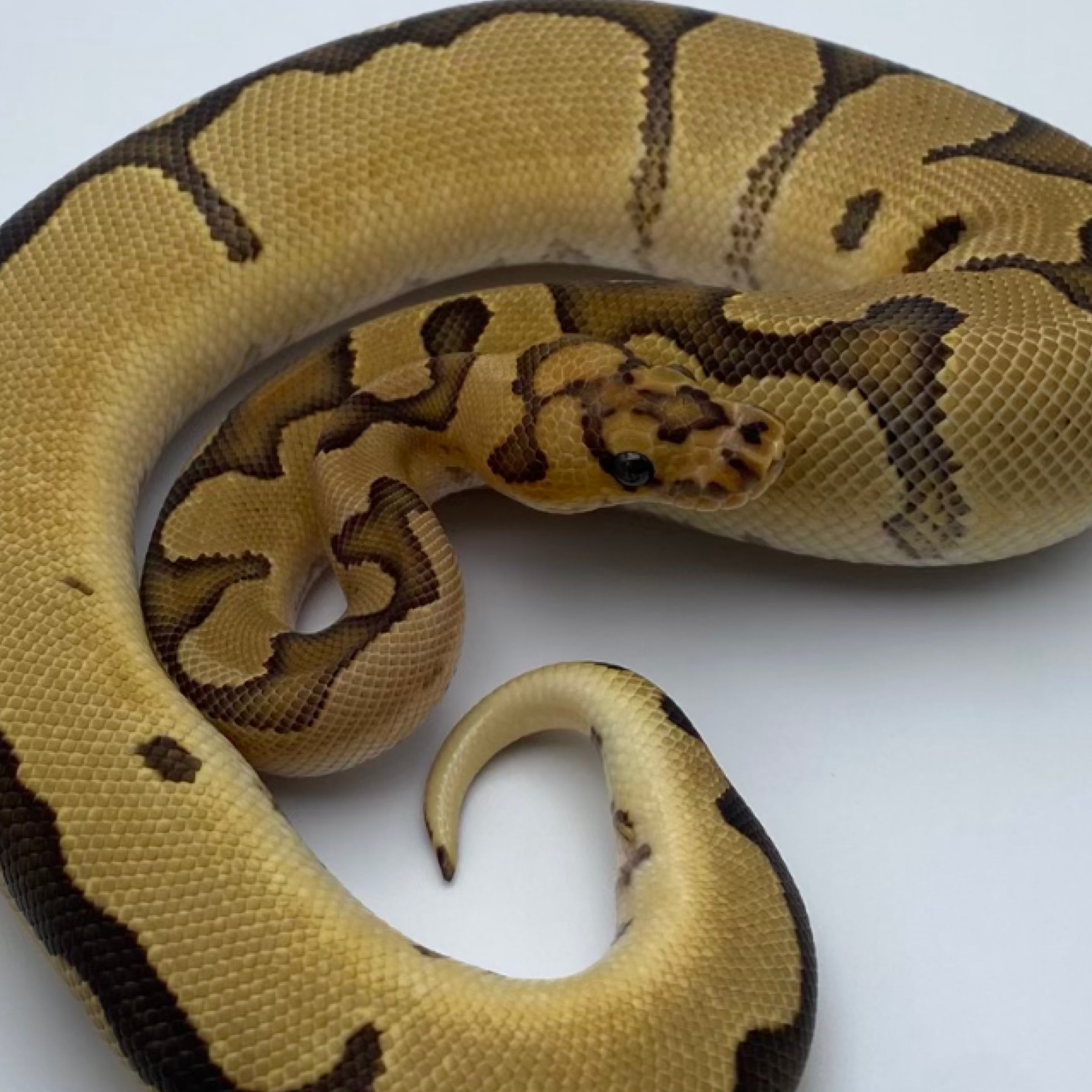 Firefly Clown Ball Python